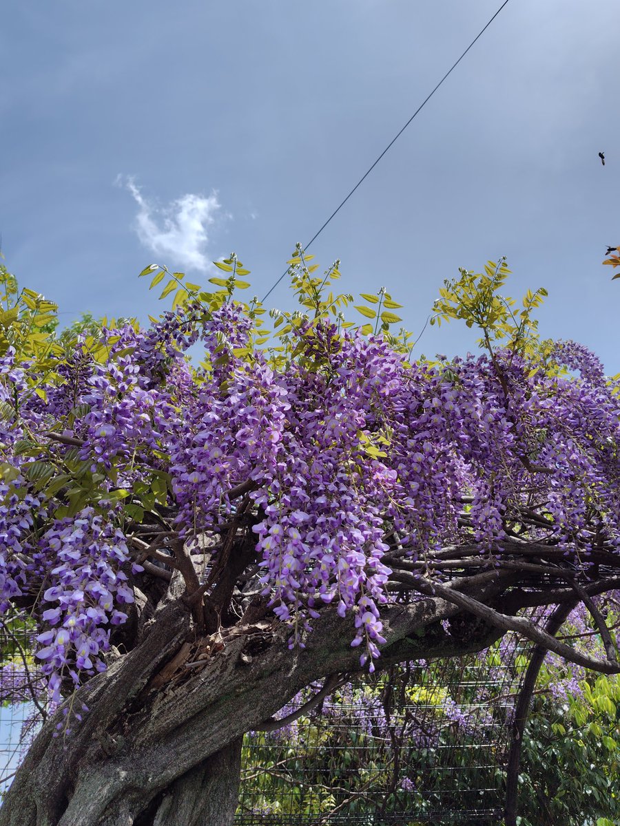 飛鷺銀(@gin_hisagi) - Twilog (ツイログ)