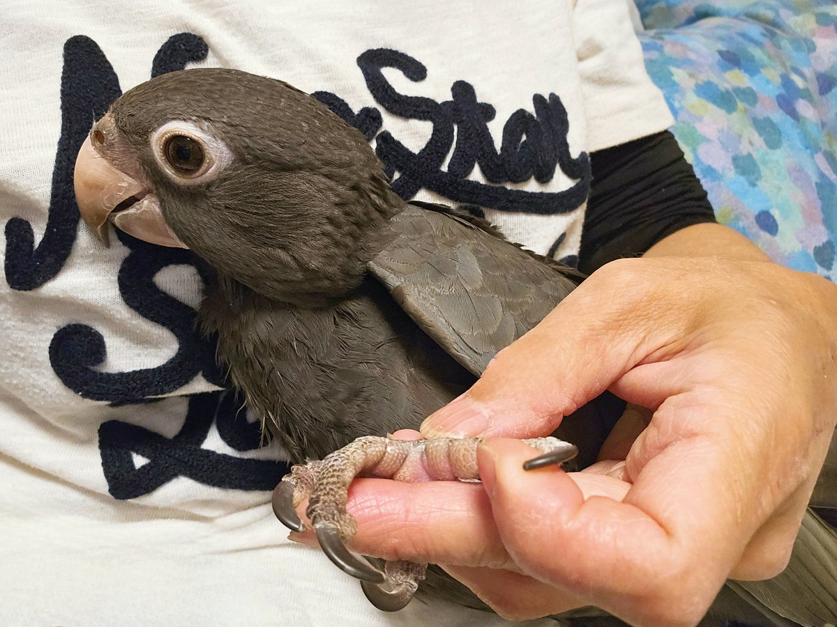 𖥧𖧧𖥣𖥧𖤣𓅂𓅫 vanilla 𓅩𖤣𖥧𖥣𖧧𖥧(@vanilla_crow) - Twilog (ツイログ)