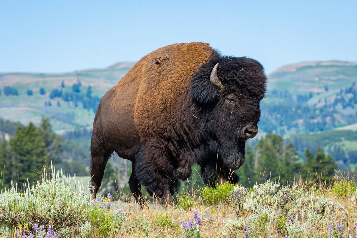 As America’s national mammal and a majestic symbol of strength and ...