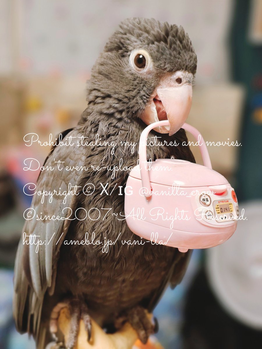 𖥧𖧧𖥣𖥧𖤣𓅂𓅫 vanilla 𓅩𖤣𖥧𖥣𖧧𖥧(@vanilla_crow) - Twilog (ツイログ)