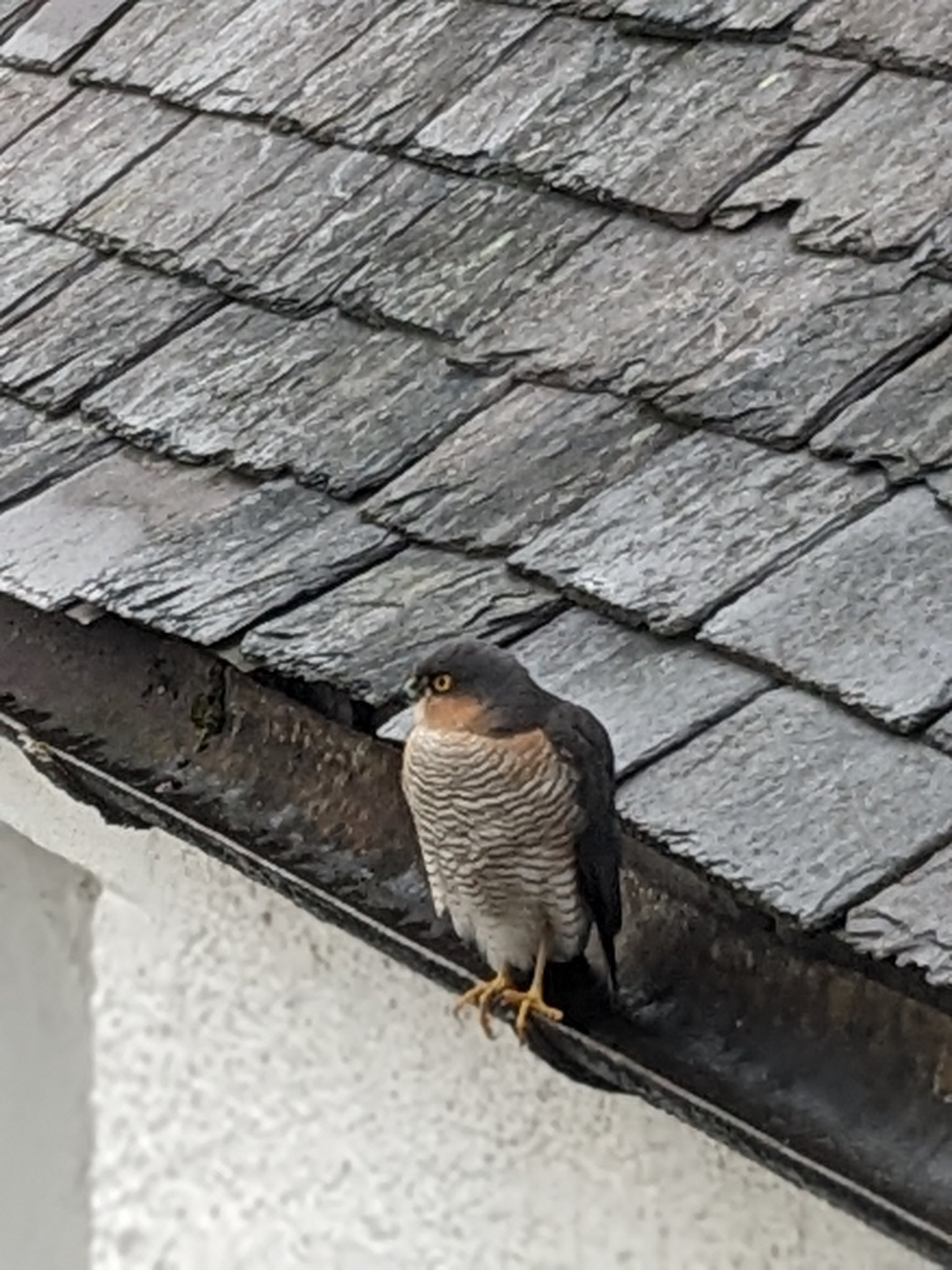 Sparrowhawk Ged