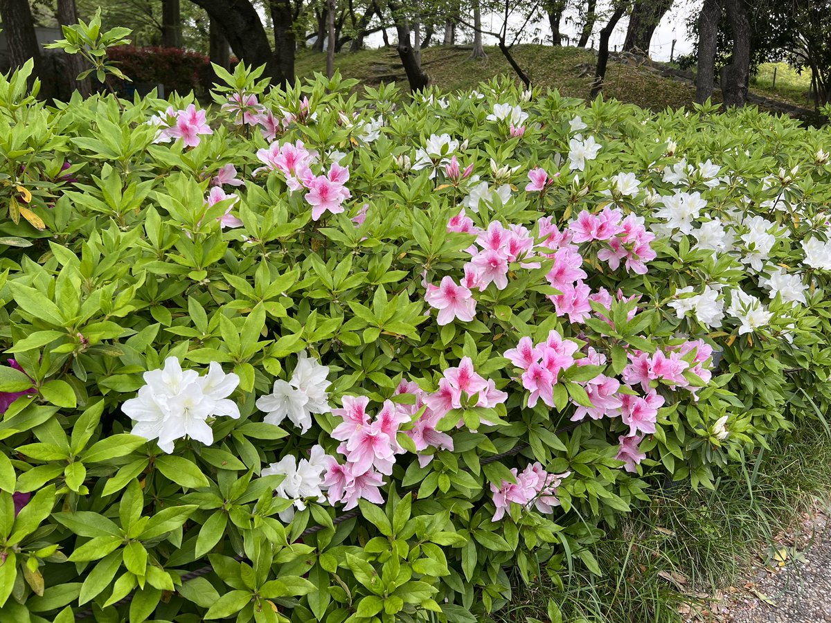 SouthernCross(@Southern_X777) - Twilog (ツイログ)