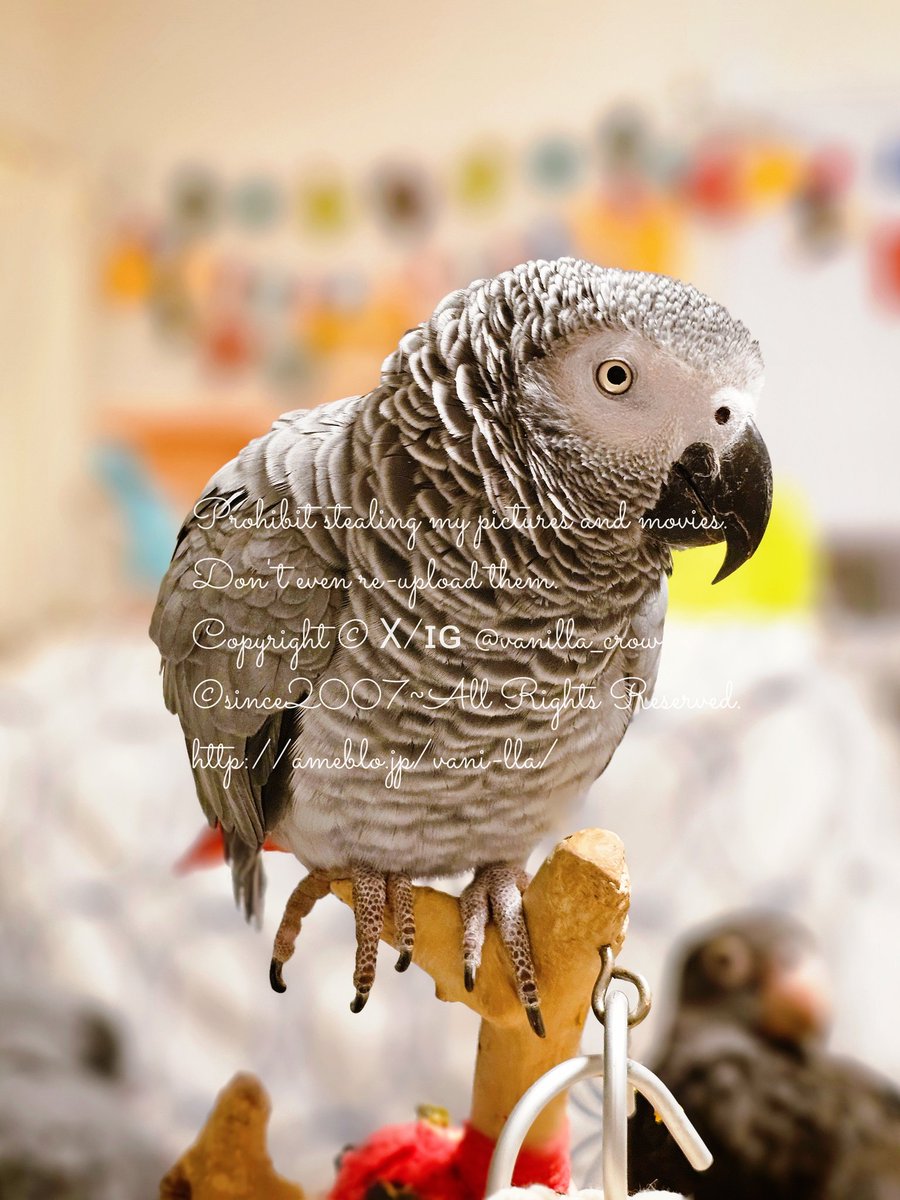 𖥧𖧧𖥣𖥧𖤣𓅂𓅫 vanilla 𓅩𖤣𖥧𖥣𖧧𖥧(@vanilla_crow) - Twilog (ツイログ)