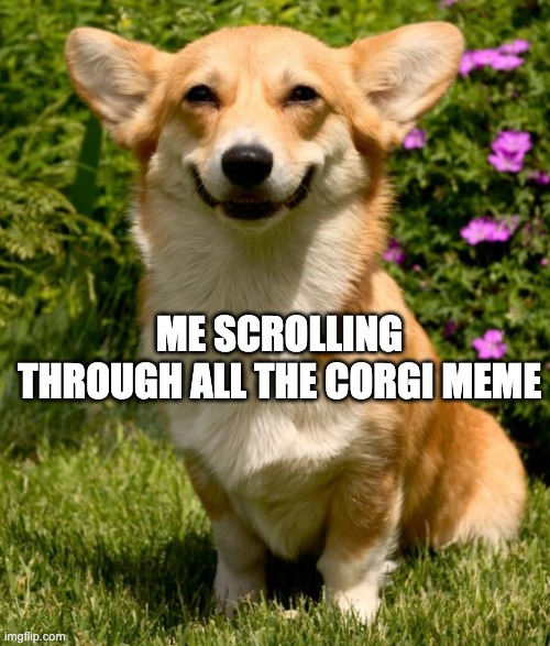 Corgi Meme Wow