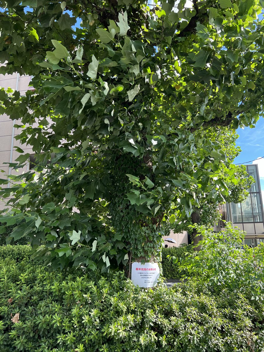 mezzopiano.(@mezzopiano_777) - Twilog (ツイログ)