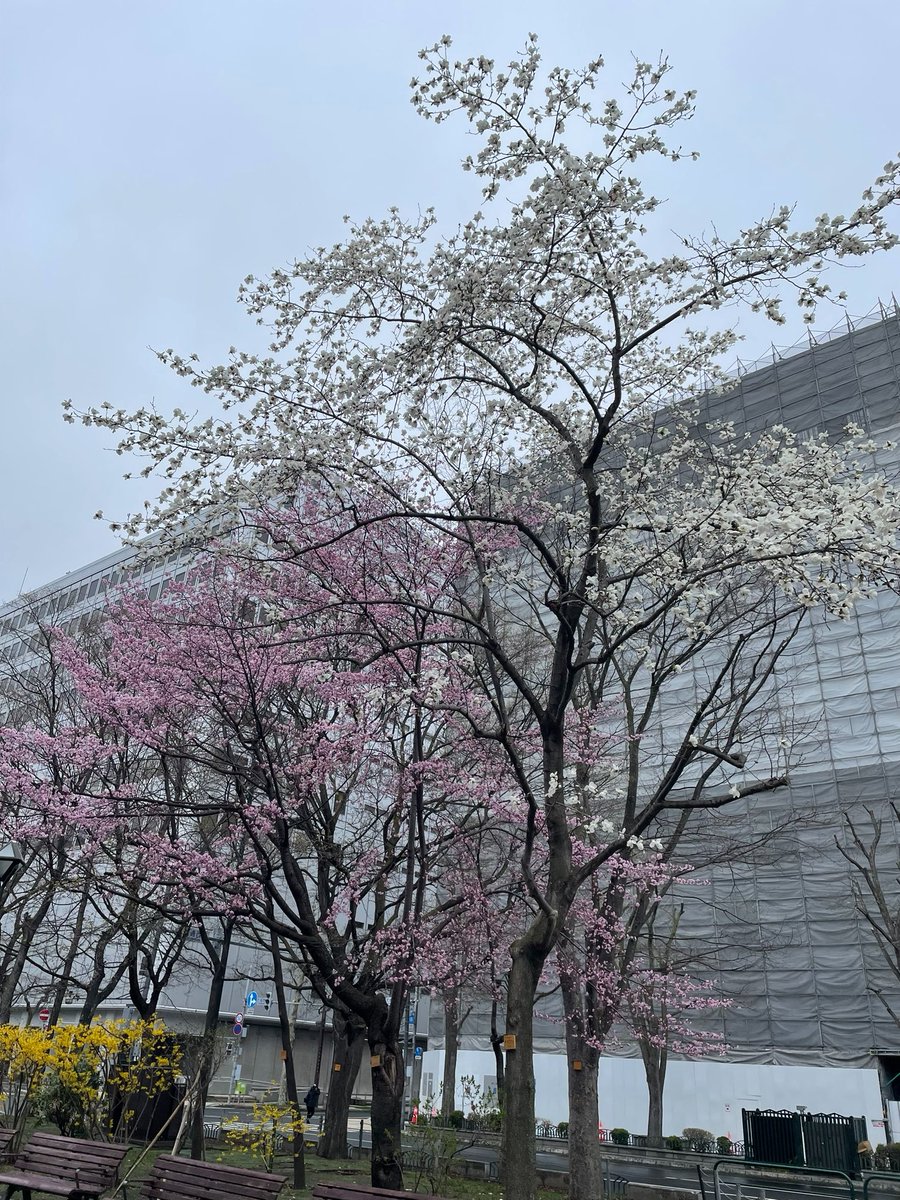 りつこ(@Xane_moneX) - Twilog (ツイログ)