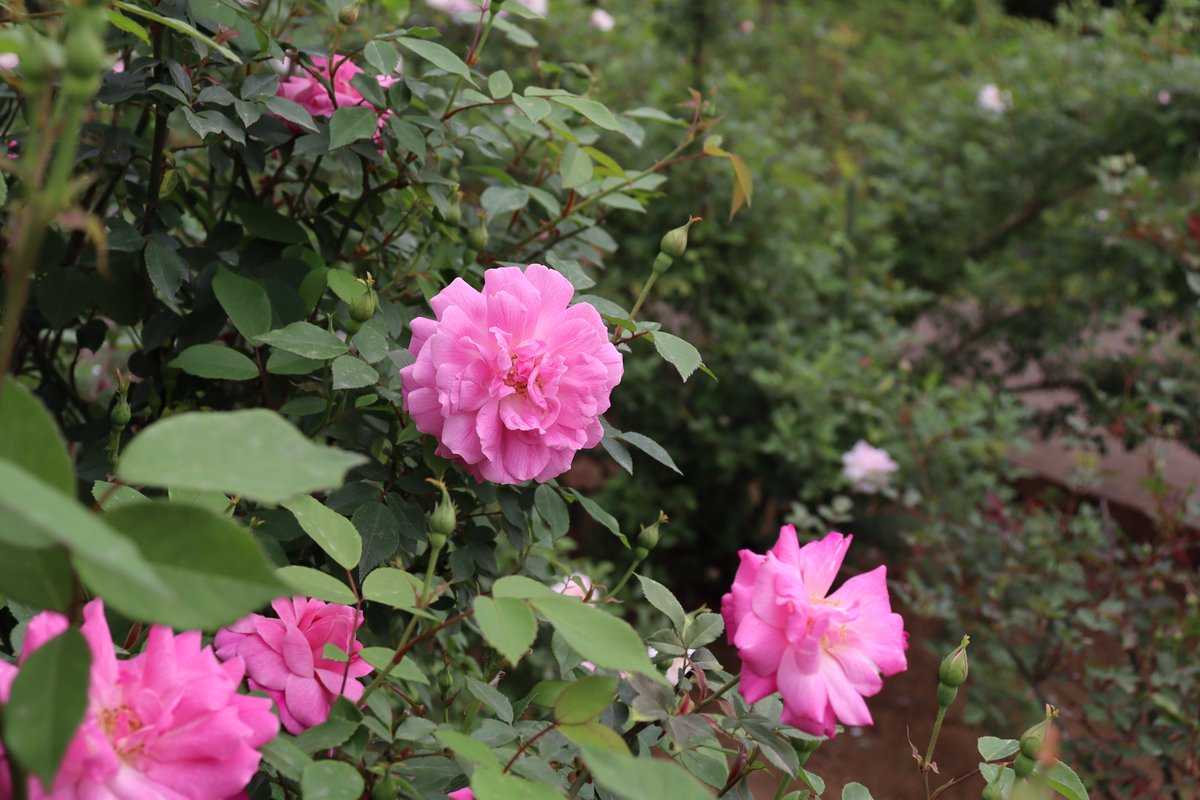 Fragment兎影館｜白座(@Fantas_magorie) - Twilog (ツイログ)