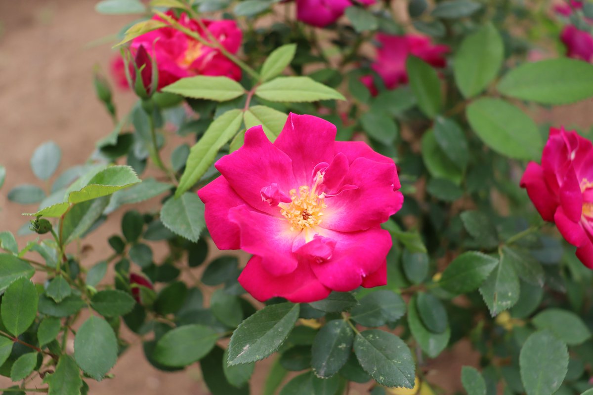 Fragment兎影館｜白座(@Fantas_magorie) - Twilog (ツイログ)