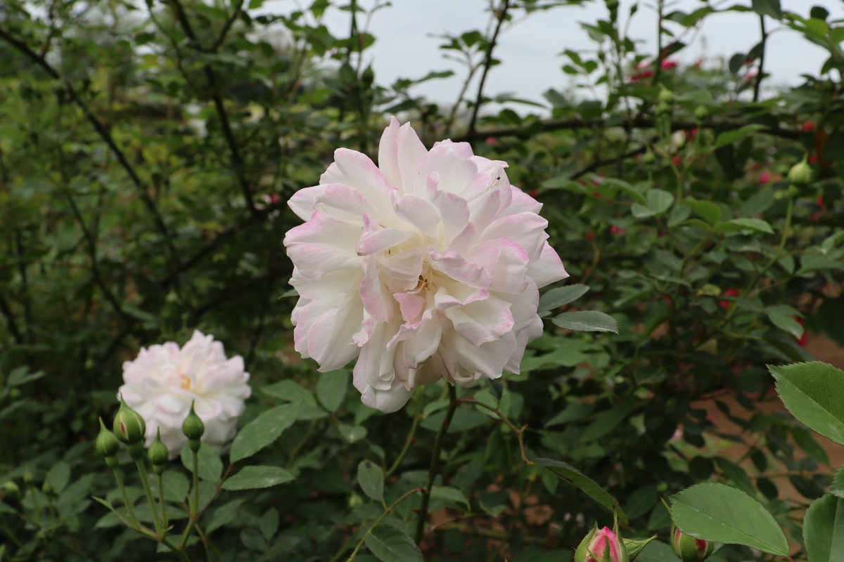 Fragment兎影館｜白座(@Fantas_magorie) - Twilog (ツイログ)