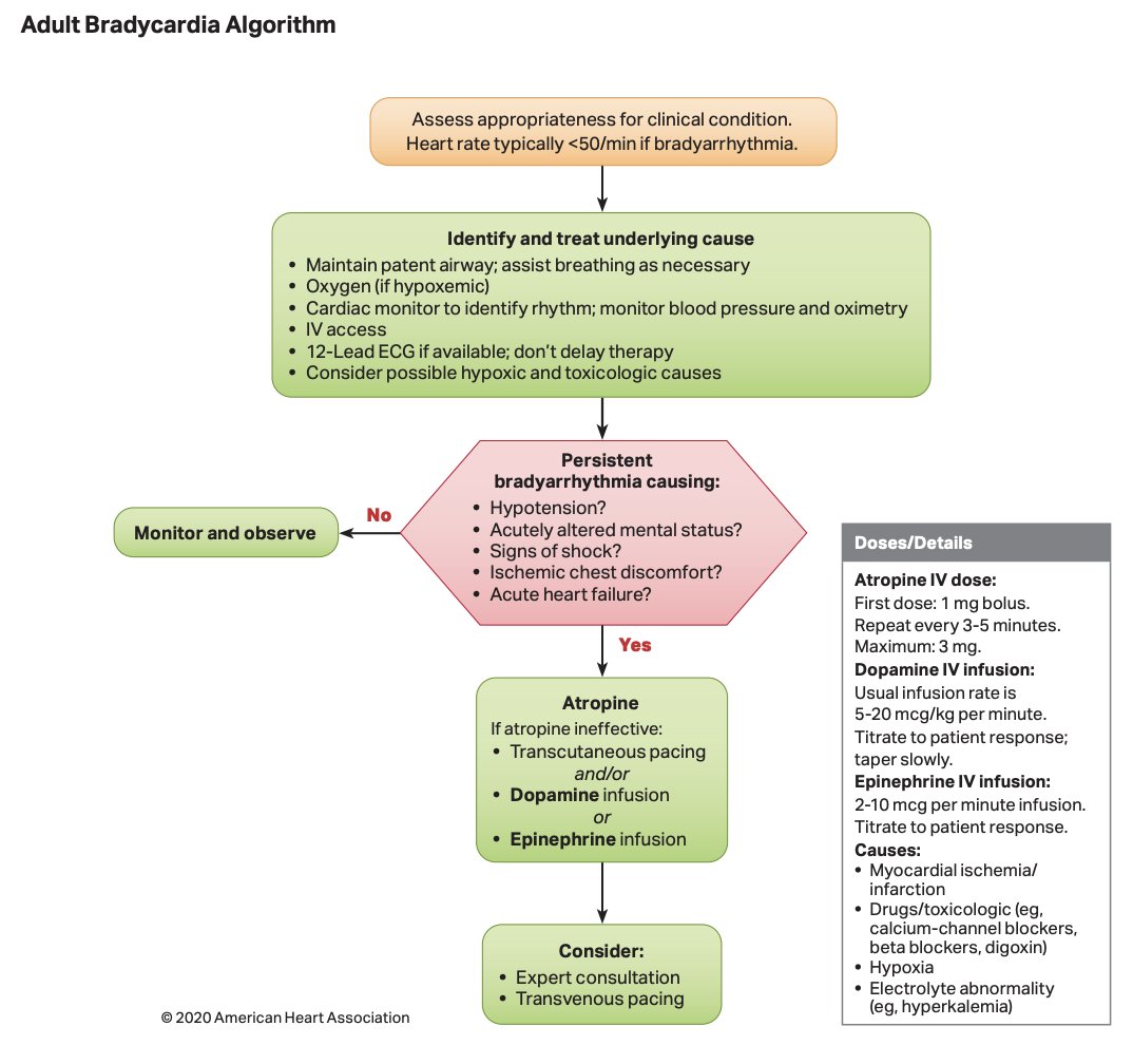 Breaking Down Bradycardia 🕰️ Slow heart rate with potential big impact ...