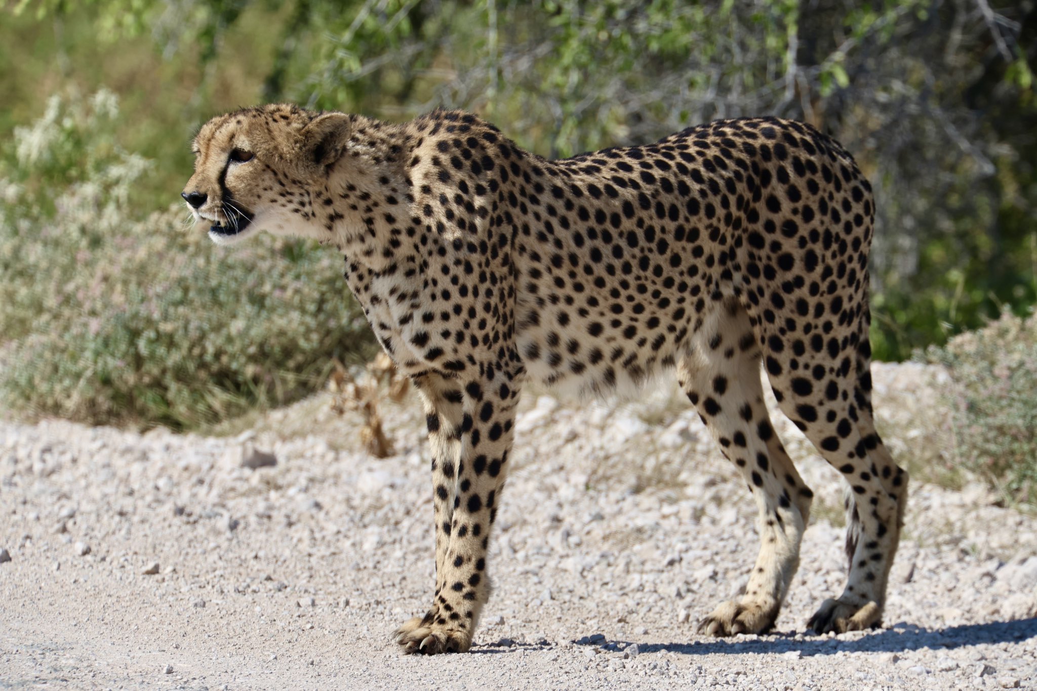 Cheetah In Real Life