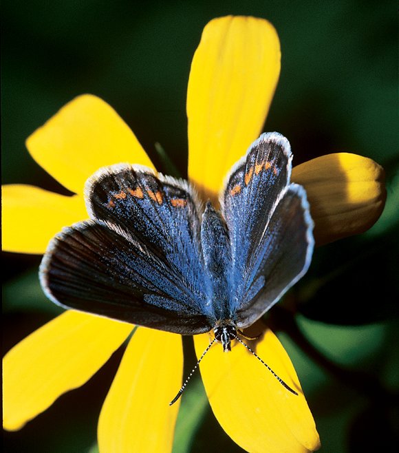 Karner Blue Butterfly Karner Blue Butterflies Are Booming | The