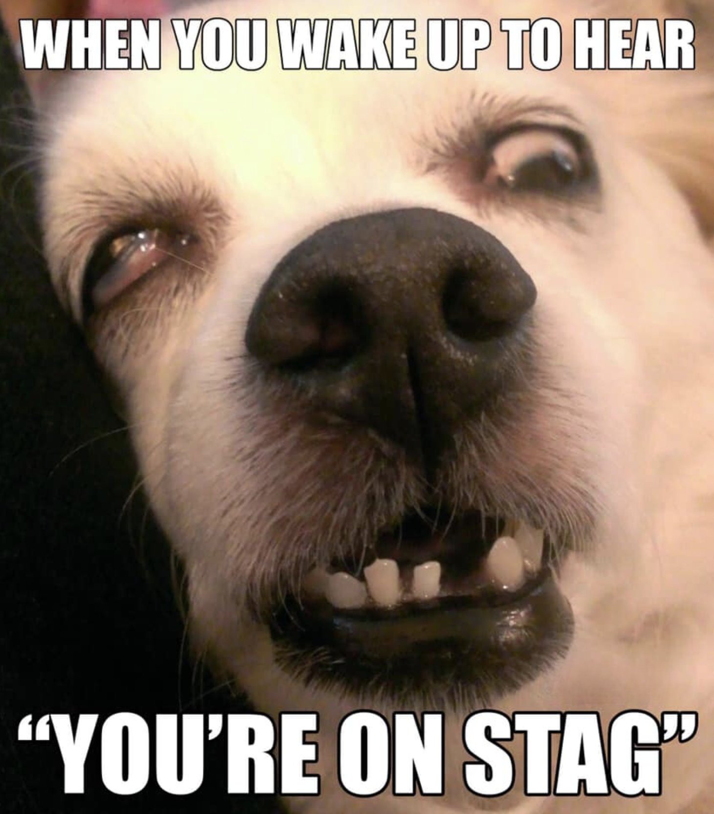Stag Memes Stag #trinidad #youhadonejob #trinis #trinidadians #meme