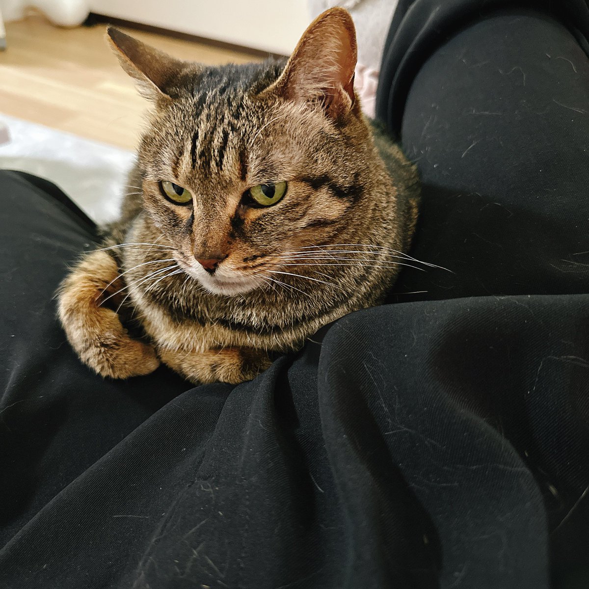 きっか☀C104日曜東へ15b☀月曜西ね25b(@kikka_cos) さんの裏垢画像・動画 – 裏垢女子ランキングナビ