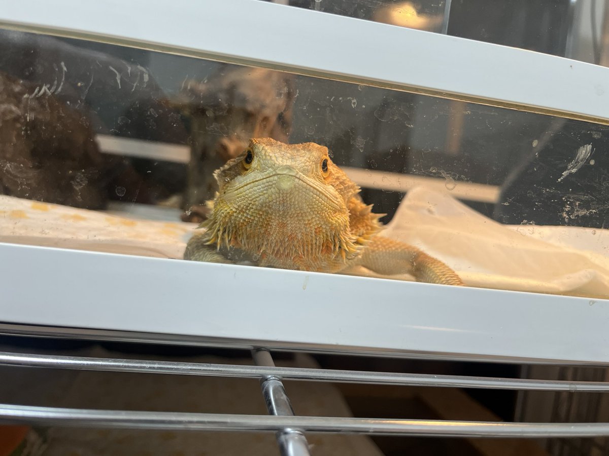 ワンコ@同居人(@monleo_saco) - Twilog (ツイログ)