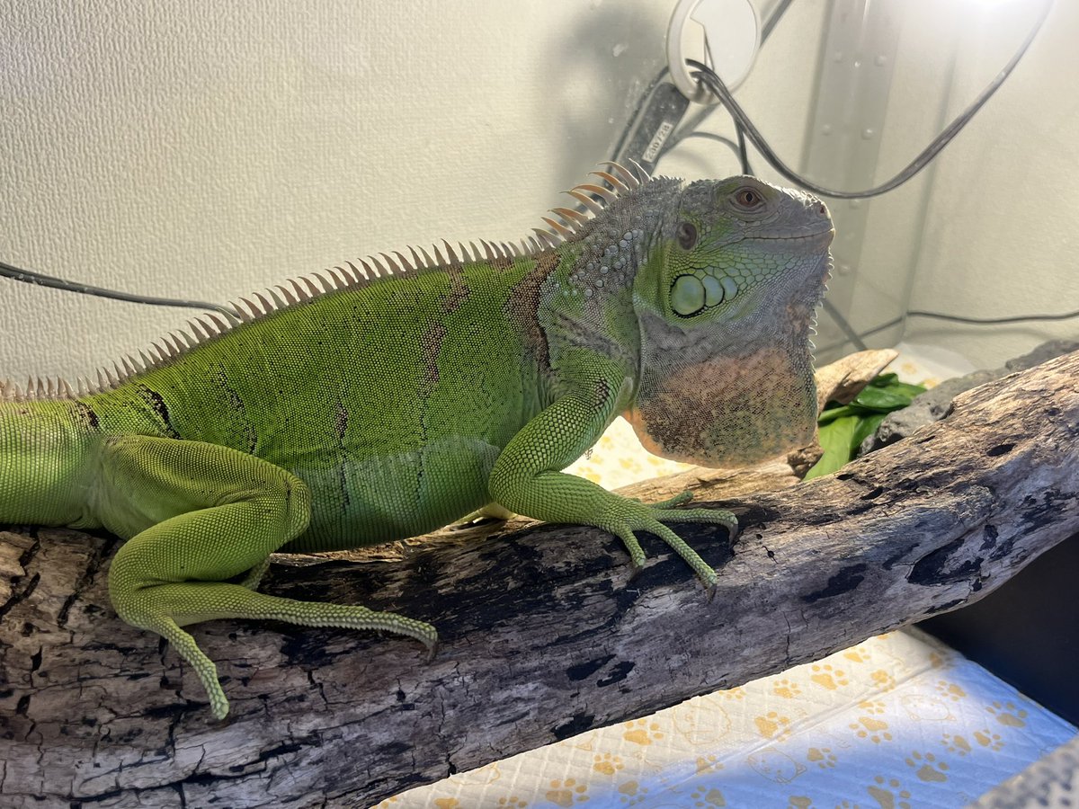 ワンコ@同居人(@monleo_saco) - Twilog (ツイログ)