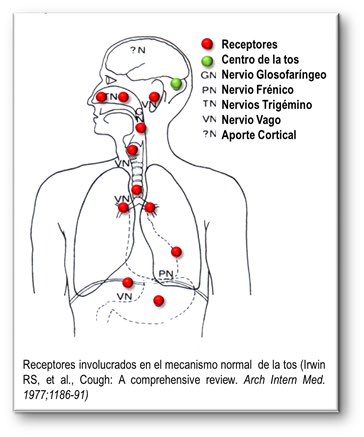 Según la OMS, la codeína es el opiáceo más utilizado en el mundo. Por ...
