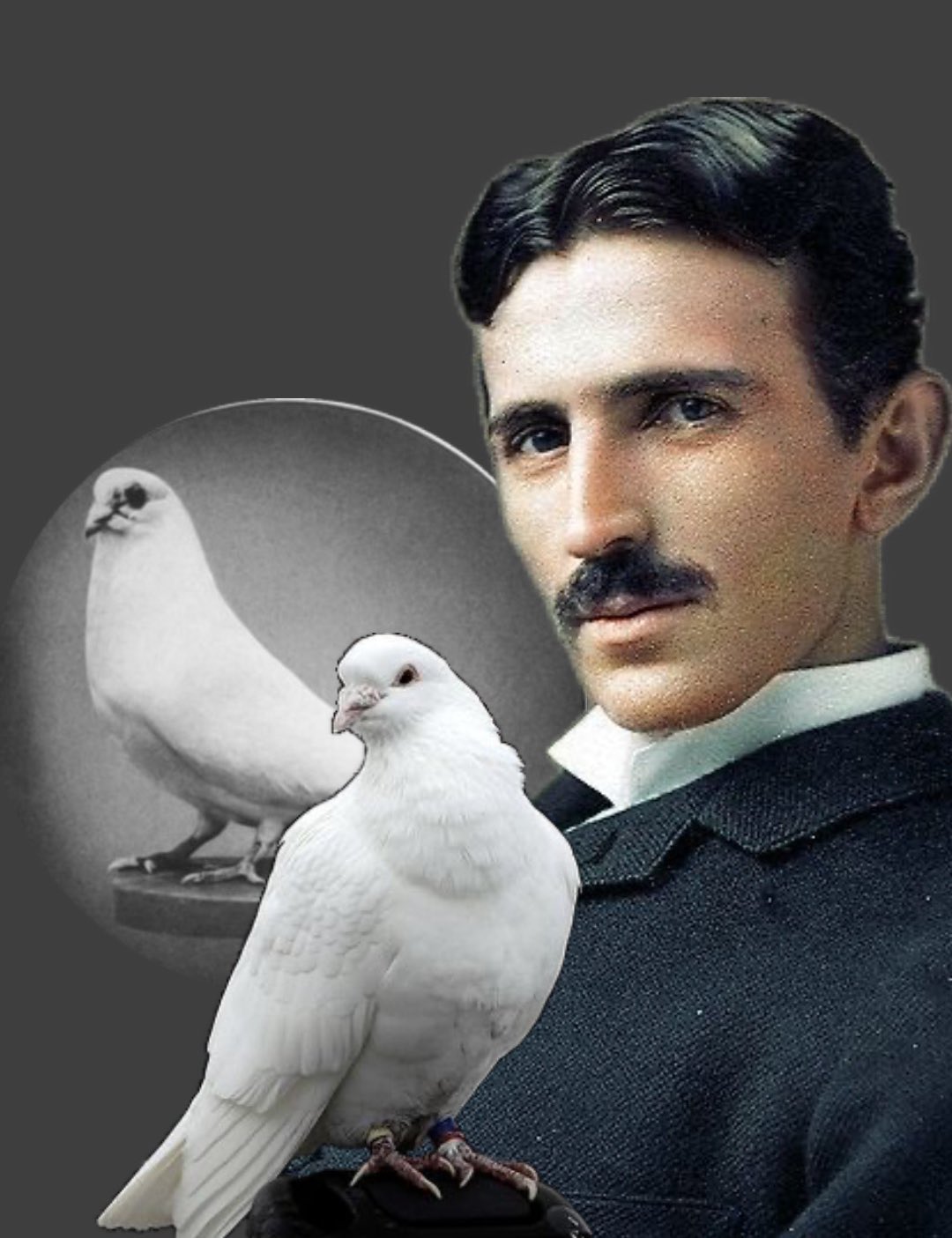 Tesla Pigeon Love Quote Meher Baba Quote