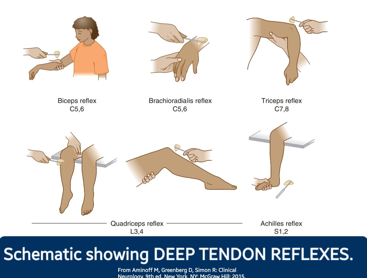 Brachioradialis Reflex Brachioradialis Muscle Fotos Und Bildmaterial