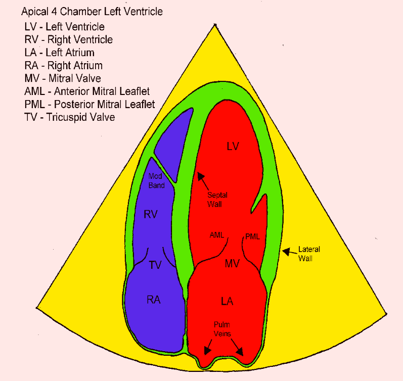 Cardiac #POCUS drawings full version. Click to enlarge/clearer labels ...