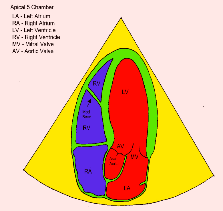 Cardiac #POCUS drawings full version. Click to enlarge/clearer labels ...