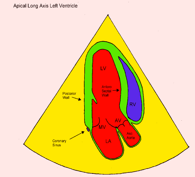 Cardiac #POCUS drawings full version. Click to enlarge/clearer labels ...
