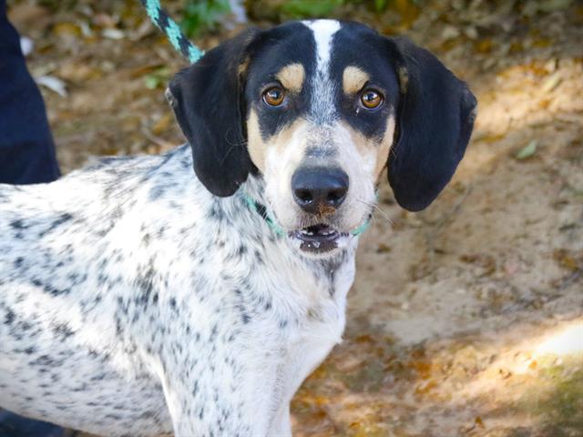 Bluetick Walker Hound Mix