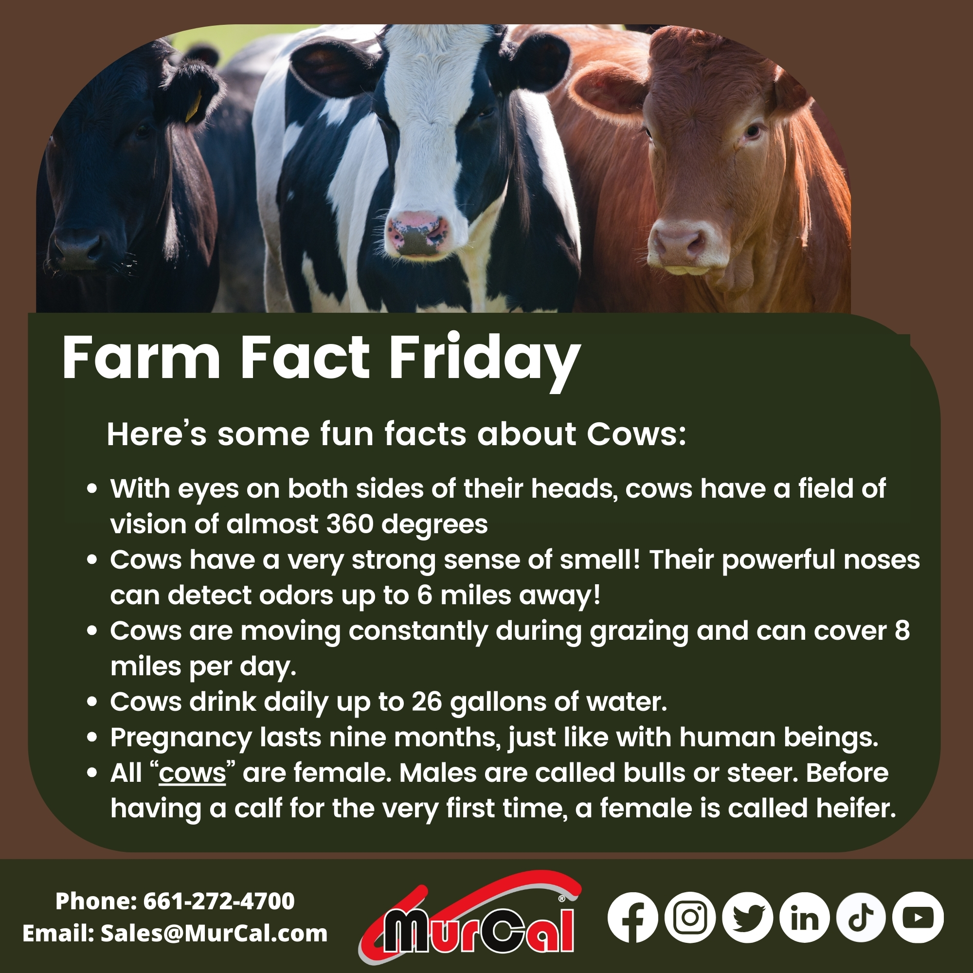 5 Amazing Facts About Cow 8 Fun Facts About Cows