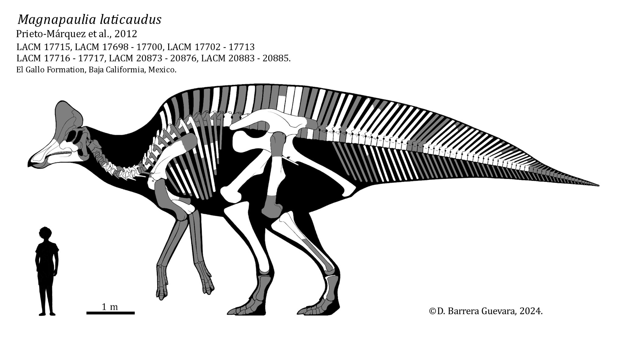 Lambeosaurus Laticaudus