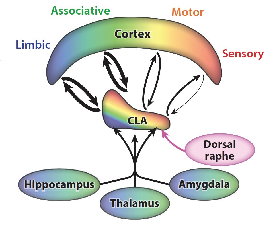 Does human consciousness rely on this tiny wisp of gray matter ...