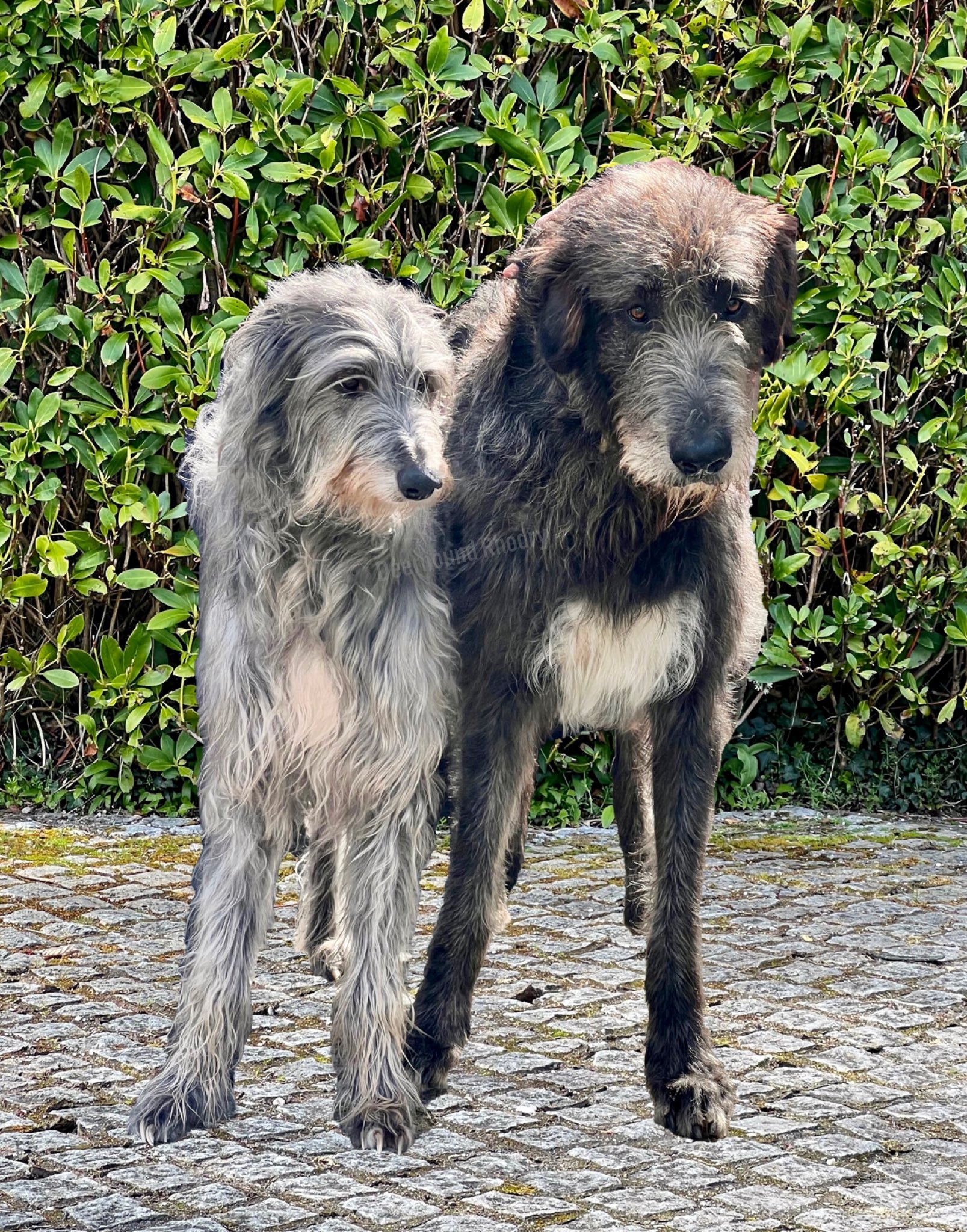 Irish Sheep Hound