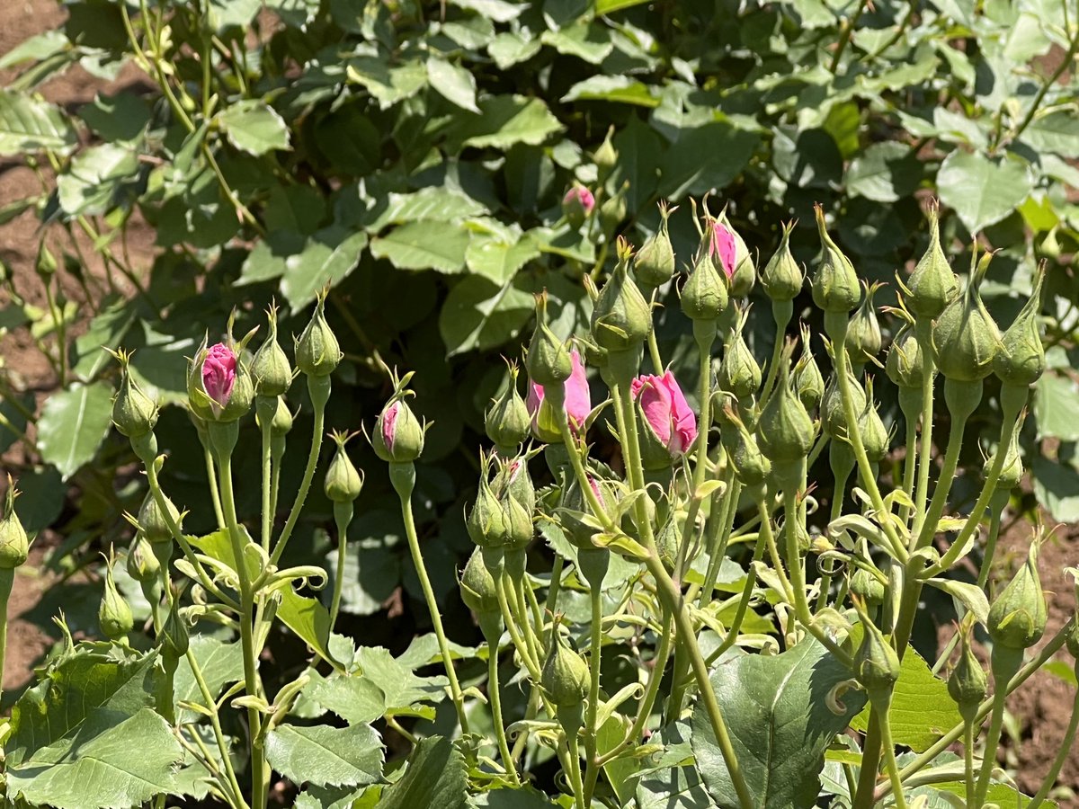 蒲地 輝尚(@tkmc) - Twilog (ツイログ)