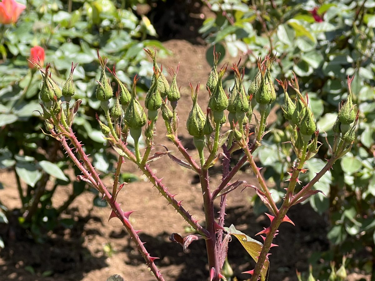 蒲地 輝尚(@tkmc) - Twilog (ツイログ)