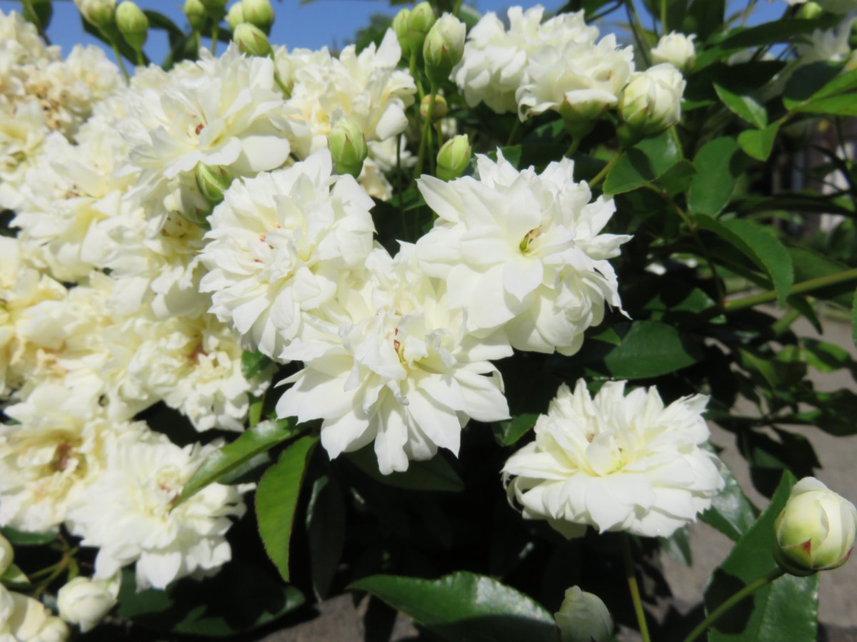 蒲地 輝尚(@tkmc) - Twilog (ツイログ)