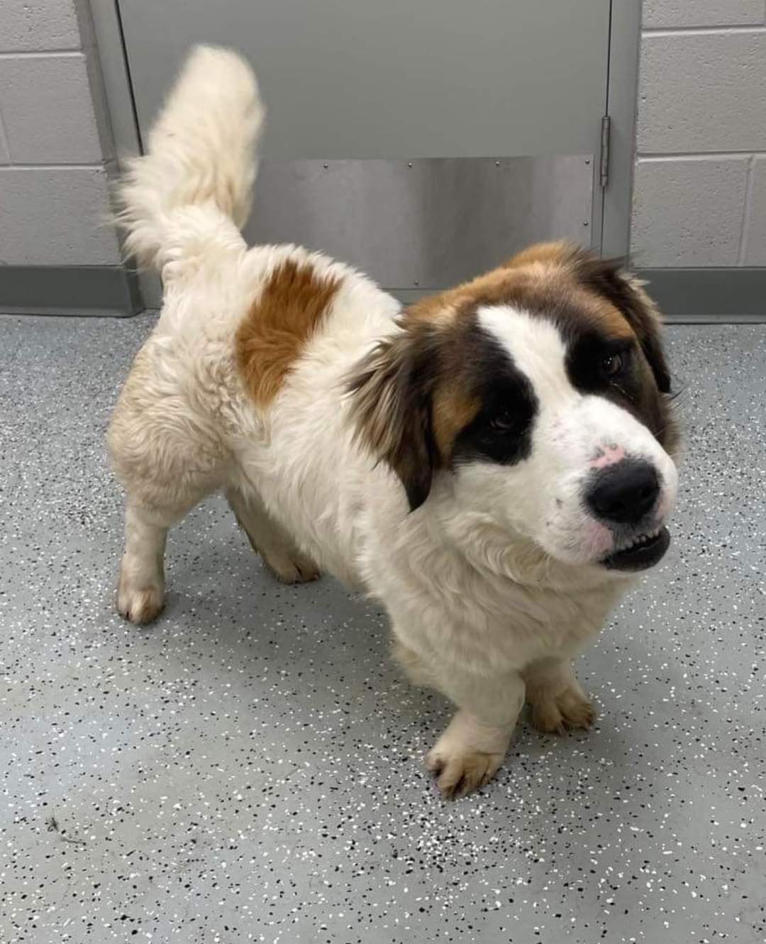 Corgi Saint Bernard Mix