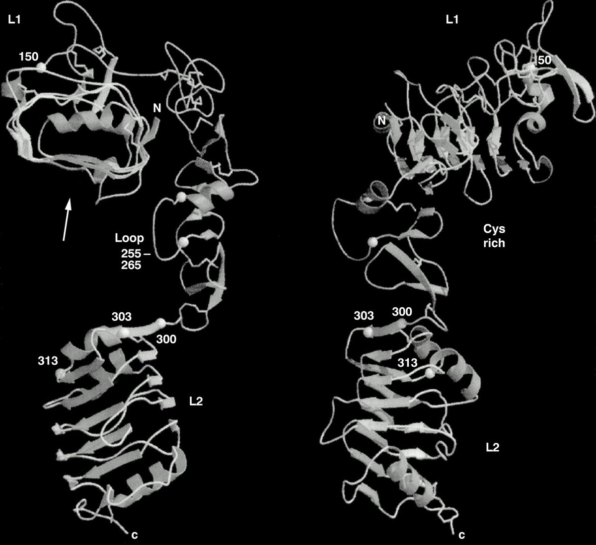 GROW TALLER and STRONGER ULTIMATE IGF-1 THREAD🧵 - Thread from 🎭 ...