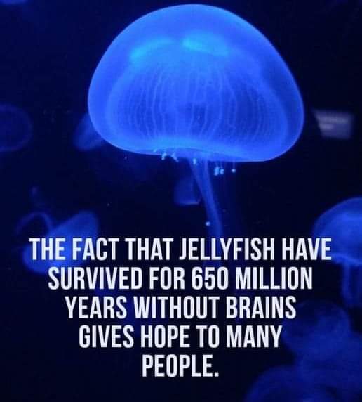 Jellyfish Brain Quotes