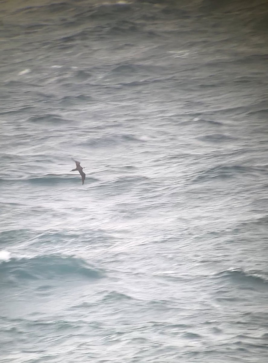 Date for your Diary - Operation Seabird Marine Day - Cornwall Birds (CBWPS)