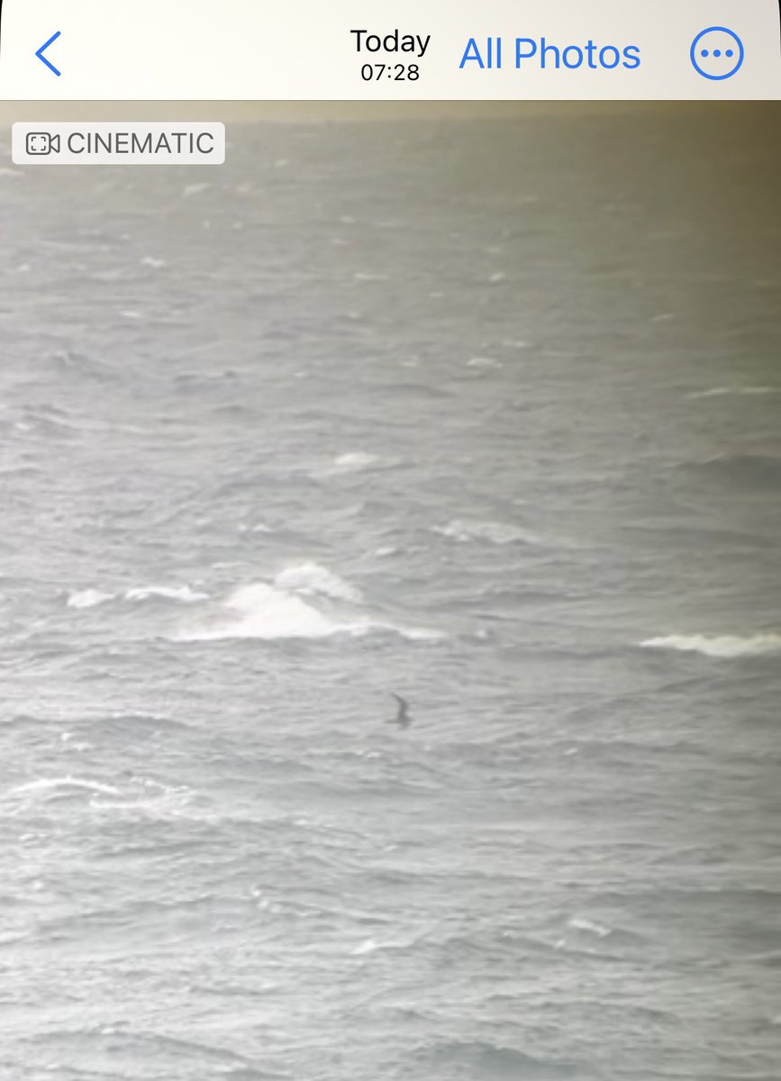 Date for your Diary - Operation Seabird Marine Day - Cornwall Birds (CBWPS)