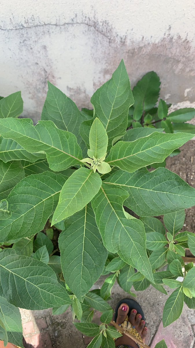 Unlocking the Secrets of Ewé Ewúro (Bitter Leaf) Ewé Ewúro, commonly ...