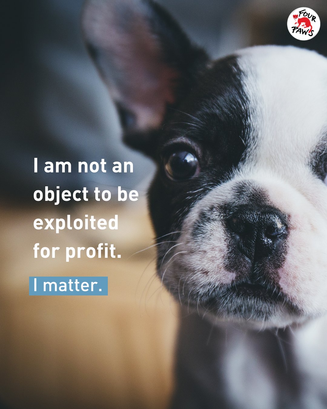 Dog Innocence Quotes Saveanimals #puresoul #innocent #doggo #quotes