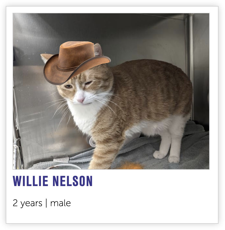 Willie Nelson Cat Rescued Neonatal Kittens Find New Homes Animal