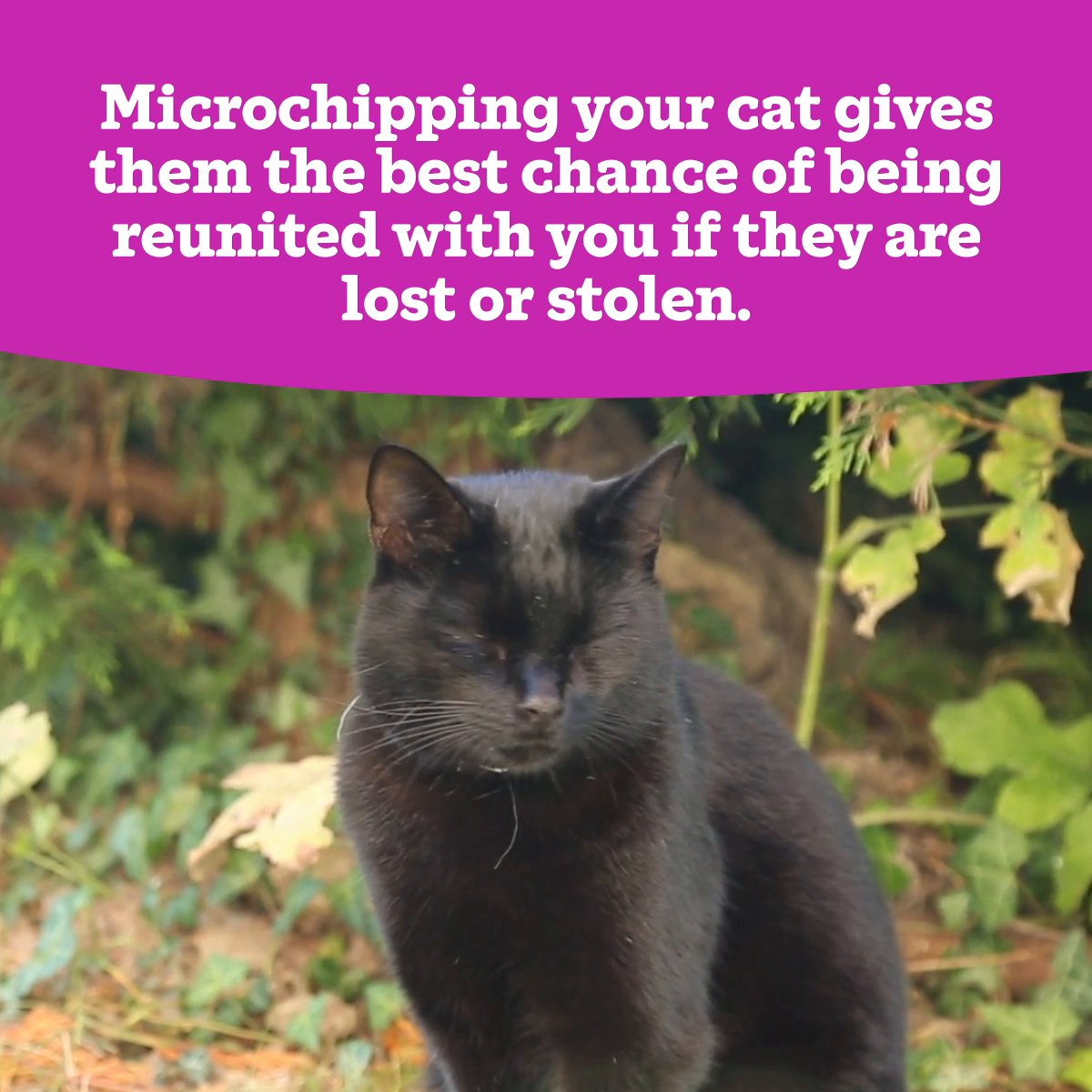 Missing My Cat Quotes Do Cats Get Sad, Depressed? Can They Grieve Or