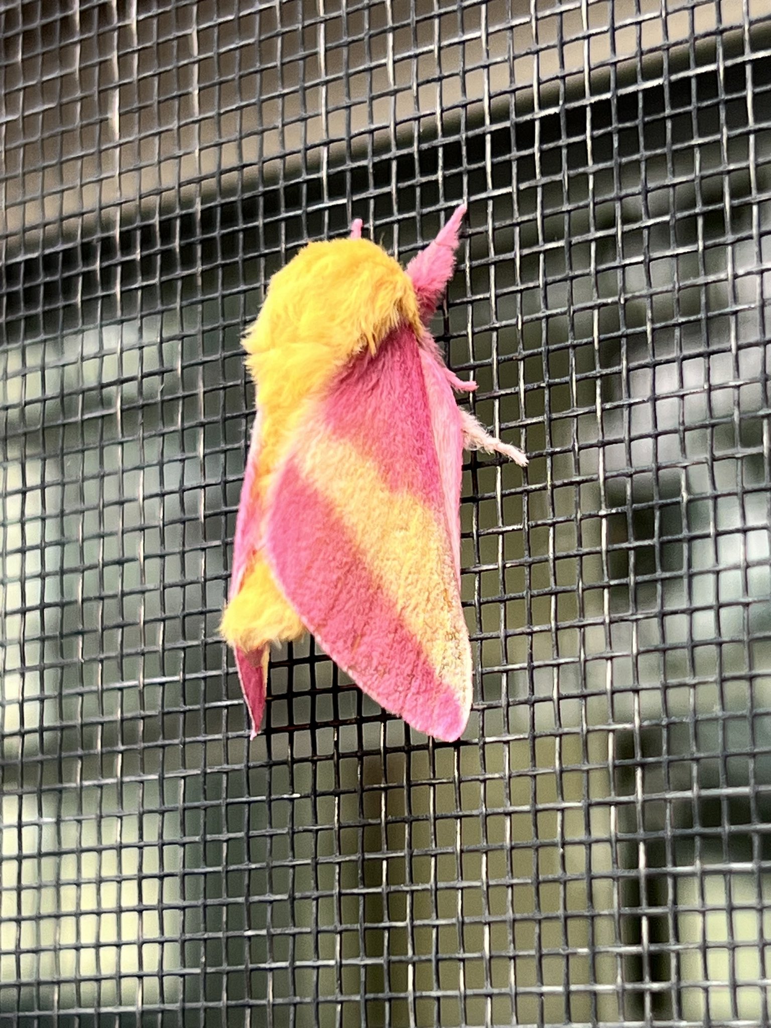 Rosy Maple Moth Caterpillar