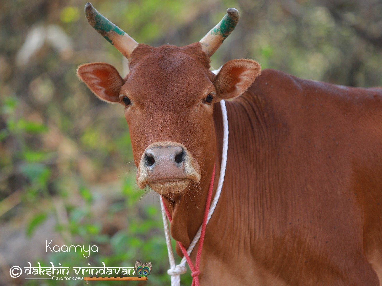 Kerala Cow Breeds