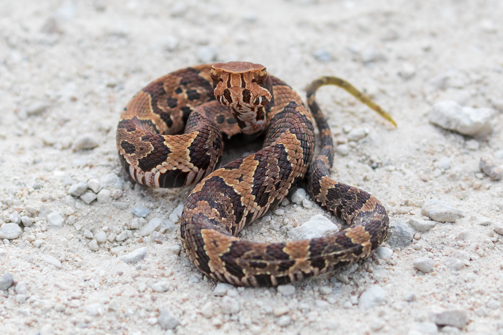 Baby Cottonmouth Snakes