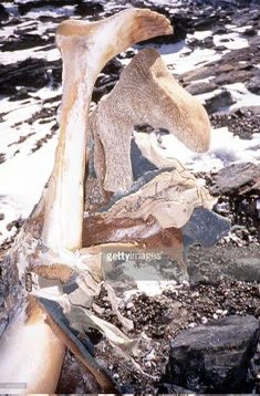 George Mallory Head The Hundred Year Old Mystery About Who First