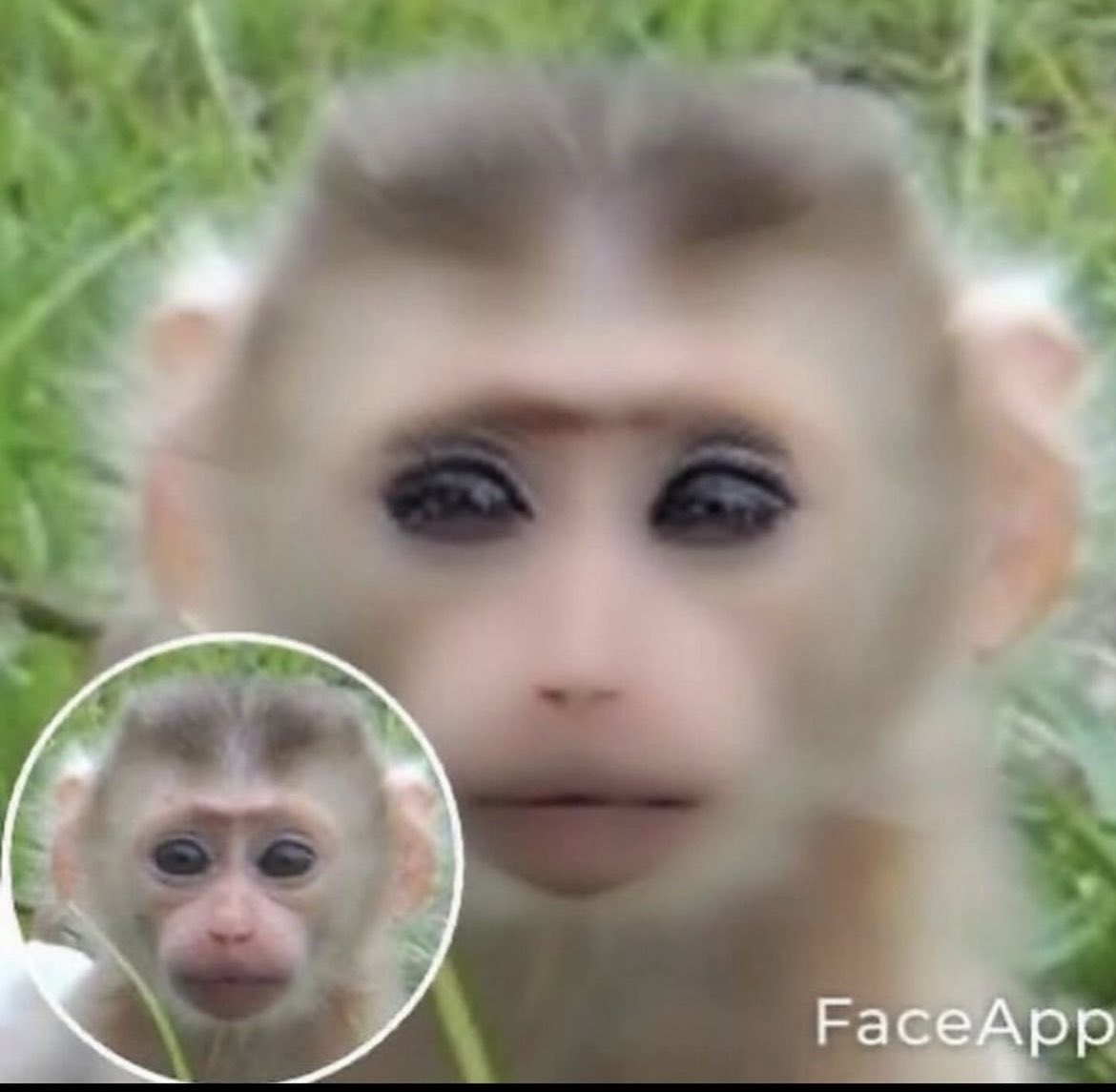 Wtf Monkey Face 10 Fascinating Facts About The Newly Discovered Lesula