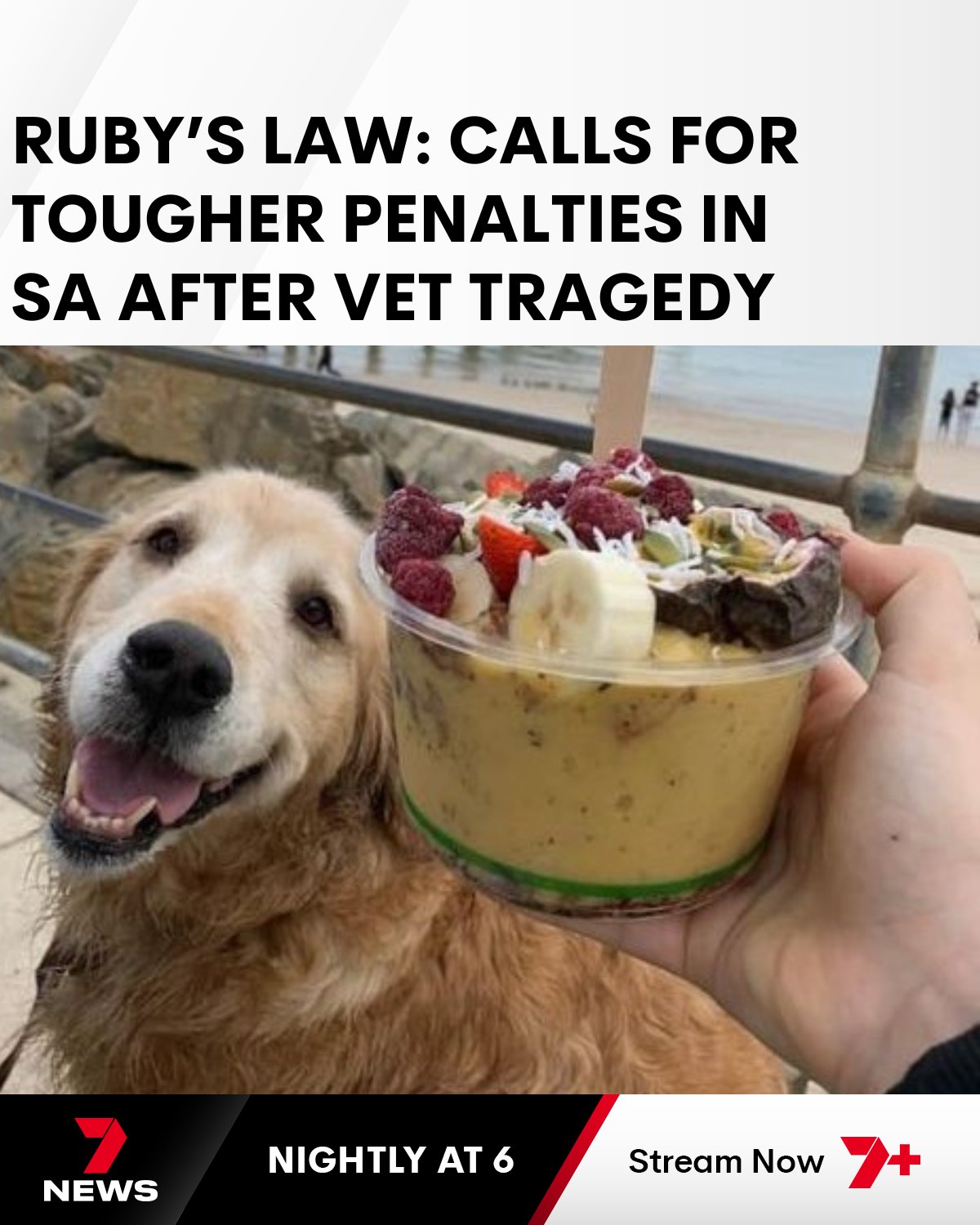 Dog Attack Memes
