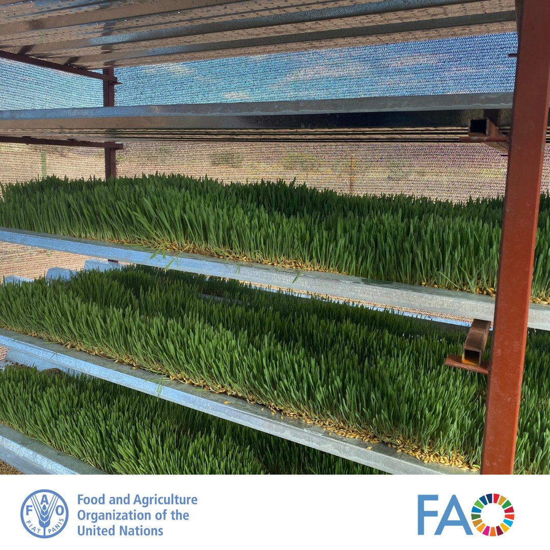 Hydroponic Grass Production Hydroponic Grass Cultivation For